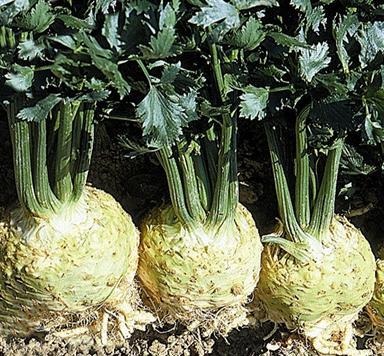 Céleri-Rave - Formation WordPress